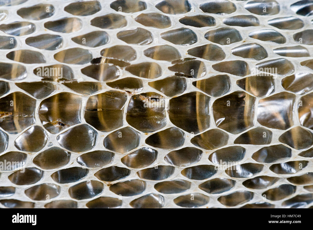 The back scales on the skin shed from a venomous snake Stock Photo - Alamy