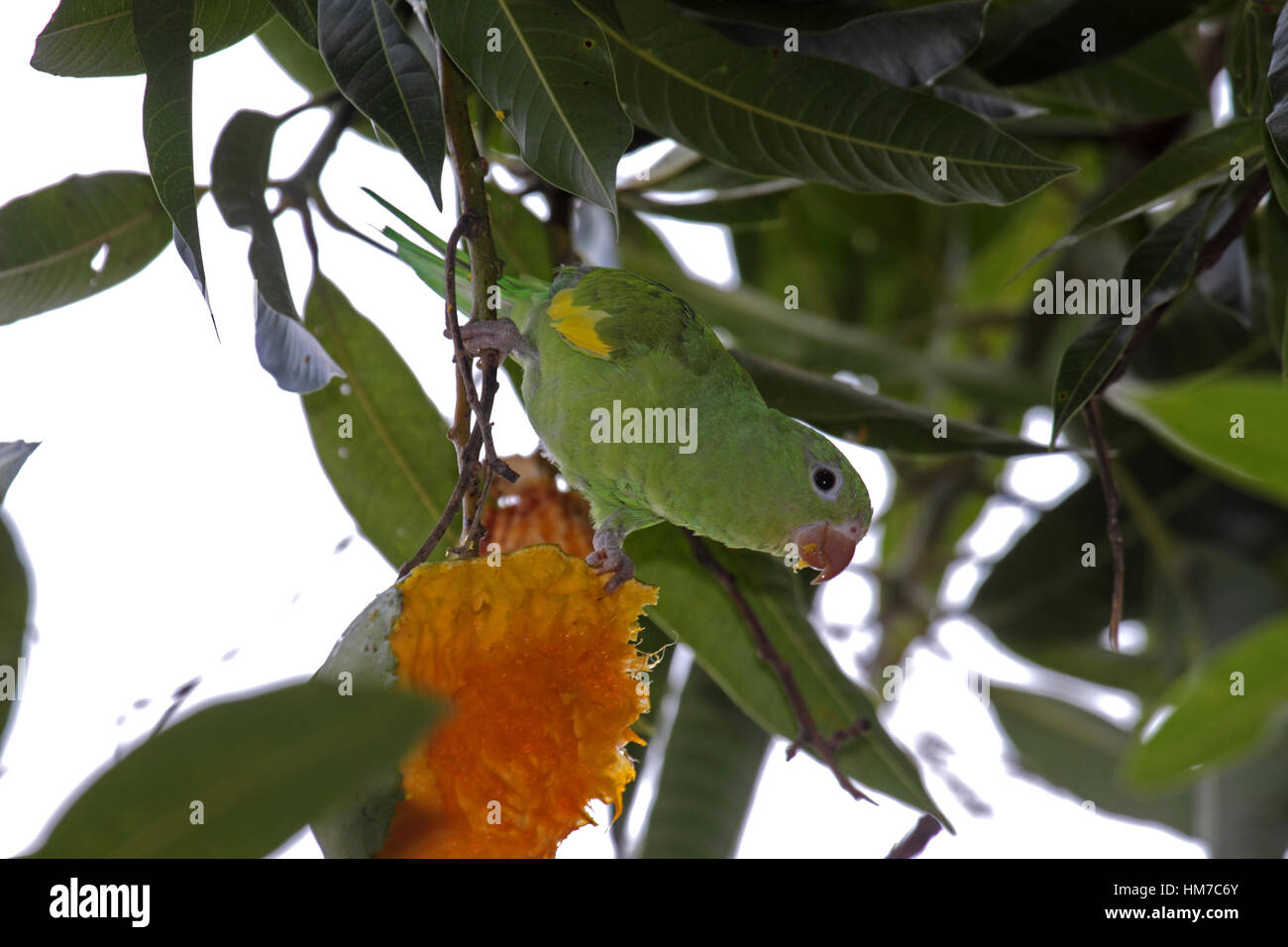 Yellow chevroned parakeet feeding on mango in fruit tree in Brazil ...