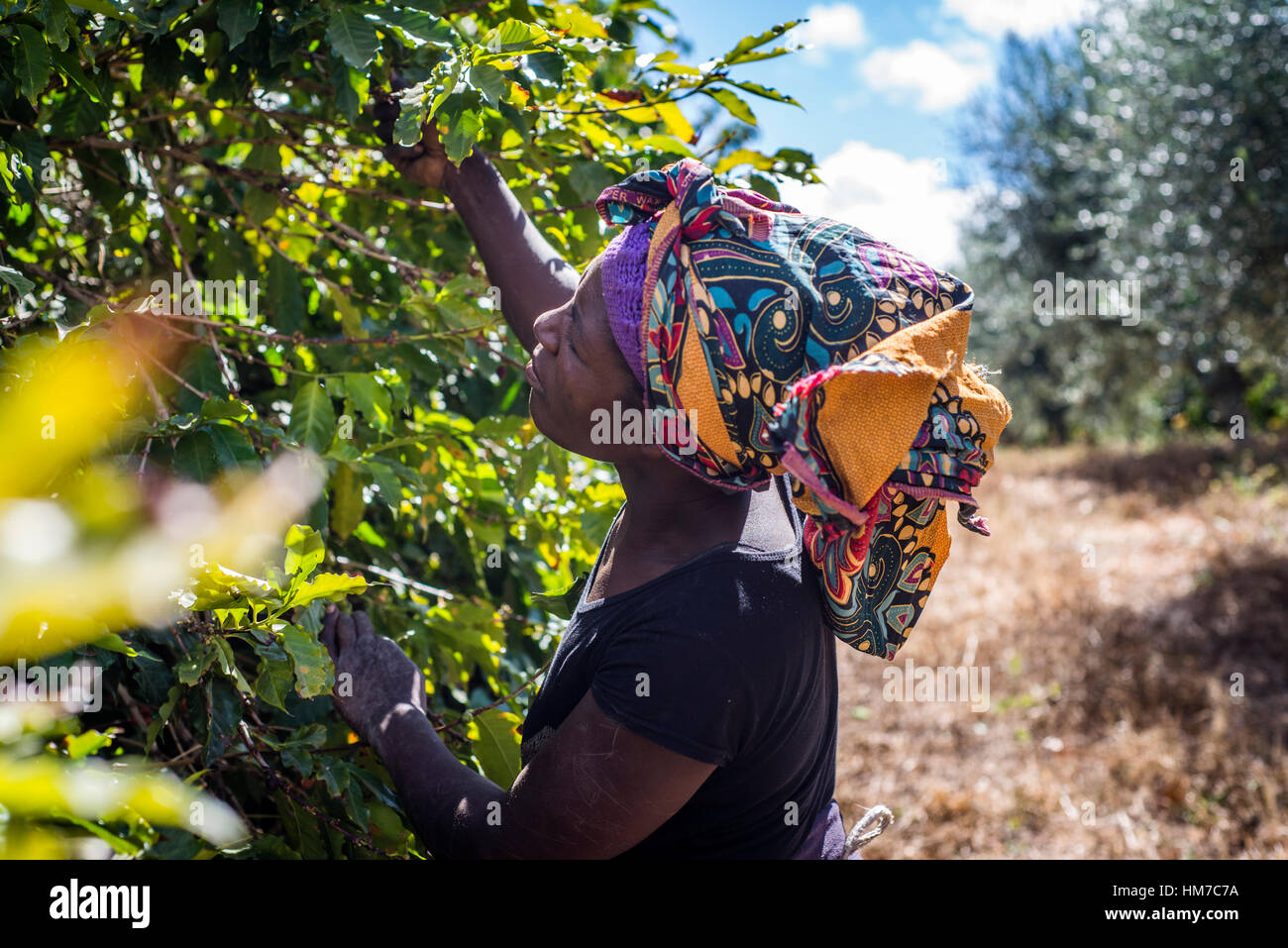 A woman picks ripe cherries of coffee at the plantation of Mubuyu Farm ...