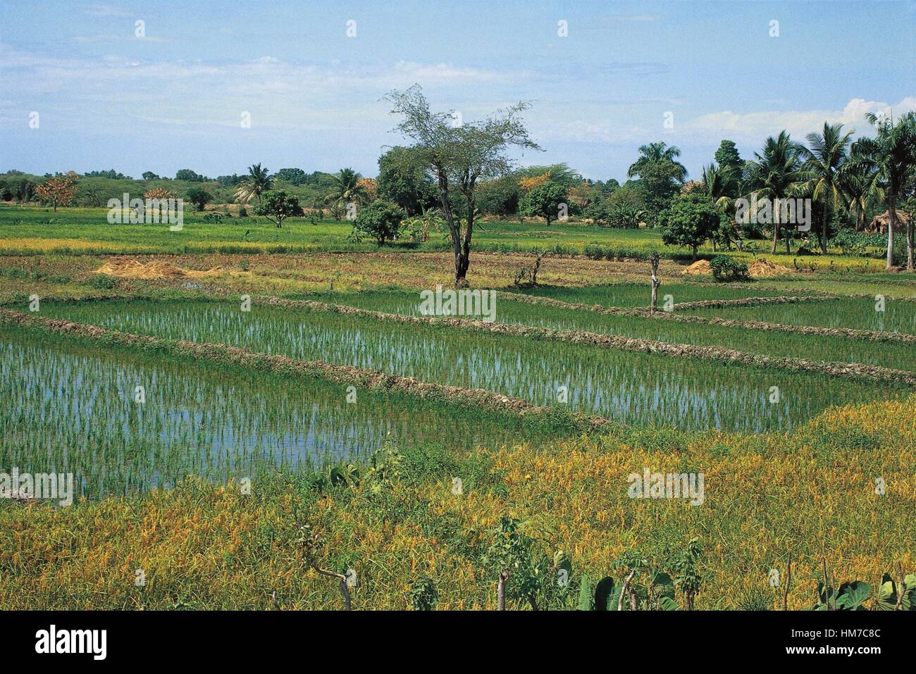 Rice fields, Republic of Haiti Stock Photo - Alamy