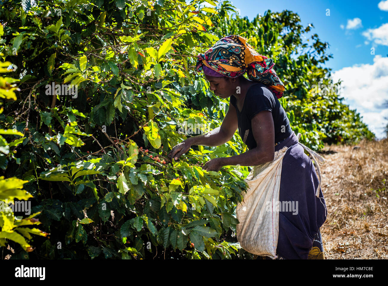 Coffee Pickers Stock Photos & Coffee Pickers Stock Images - Alamy