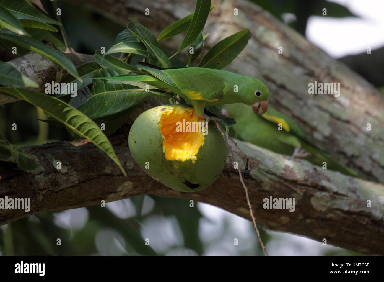 Yellow chevroned parakeet feeding on mango in fruit tree in Brazil ...