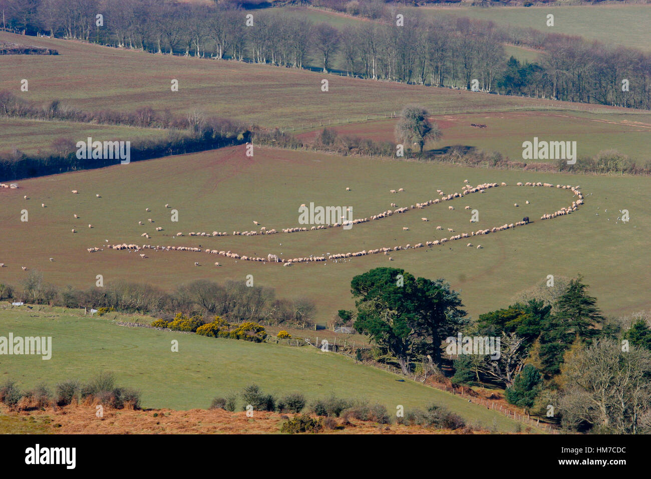 Well Educated Sheep Stock Photo - Alamy