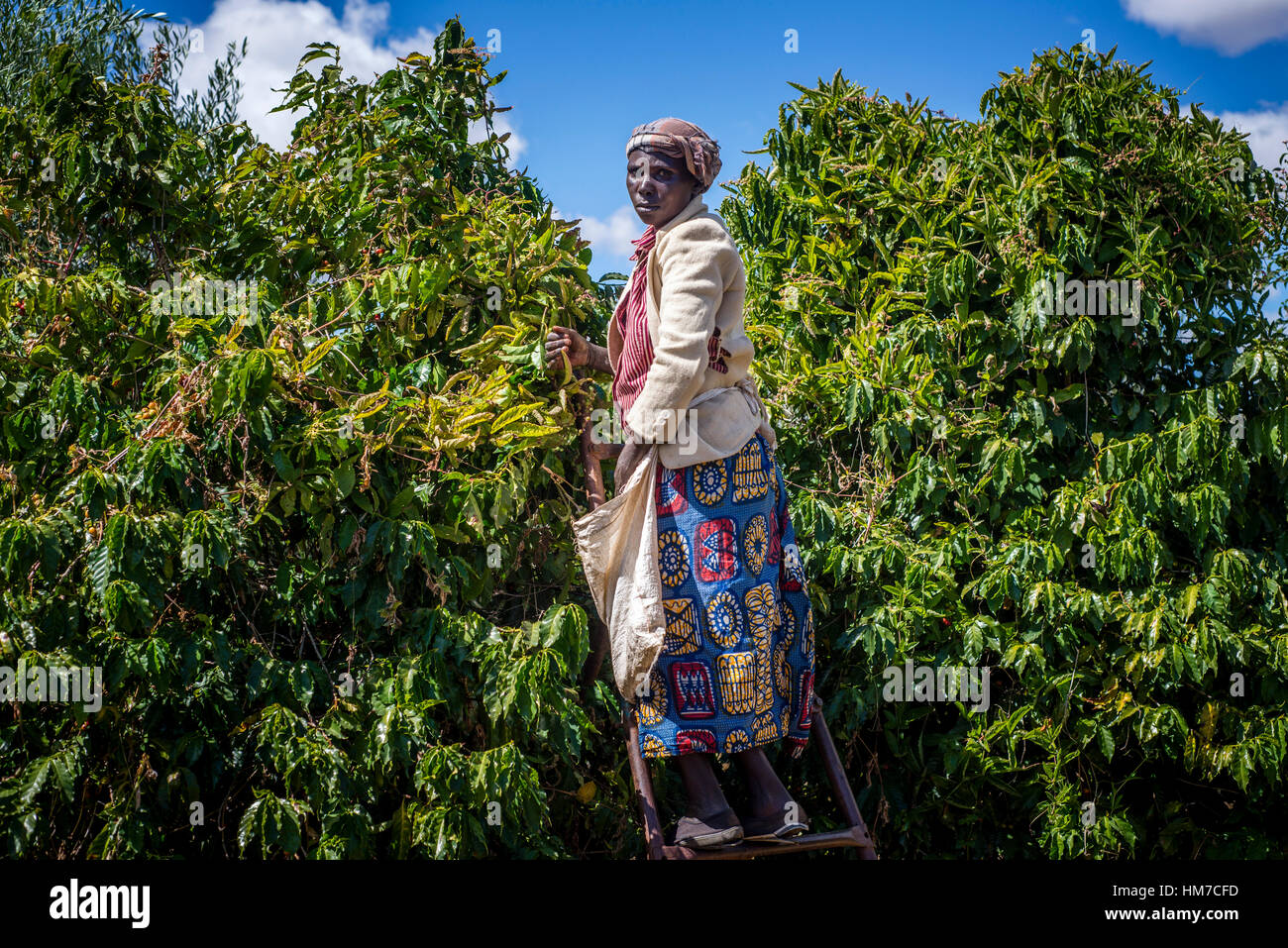 A woman picks ripe cherries of coffee at the plantation of Mubuyu Farm ...