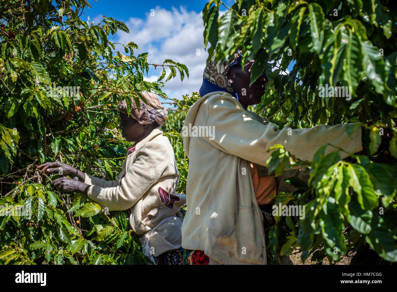 A woman picks ripe cherries of coffee at the plantation of Mubuyu Farm ...