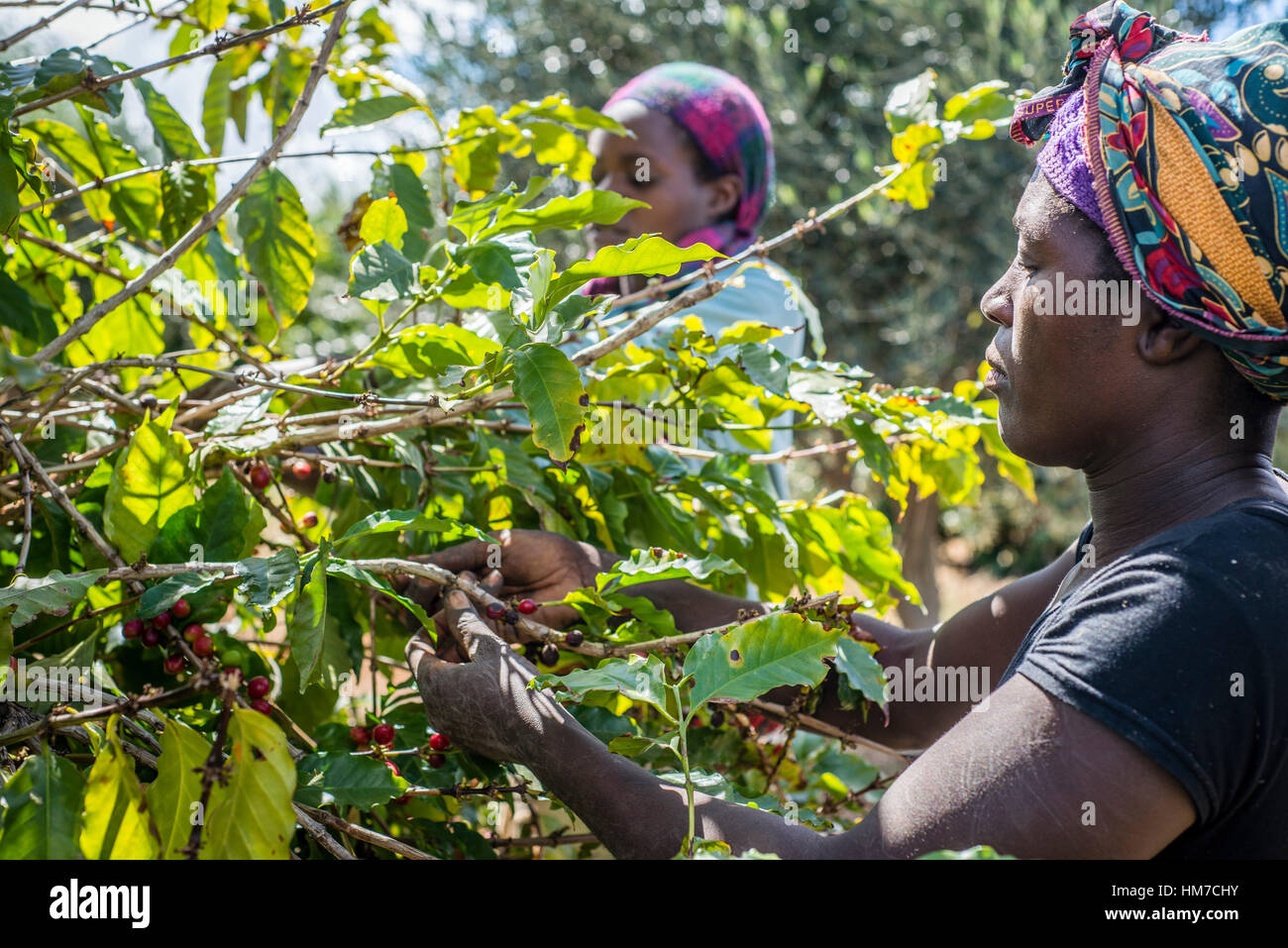 A woman picks ripe cherries of coffee at the plantation of Mubuyu Farm ...