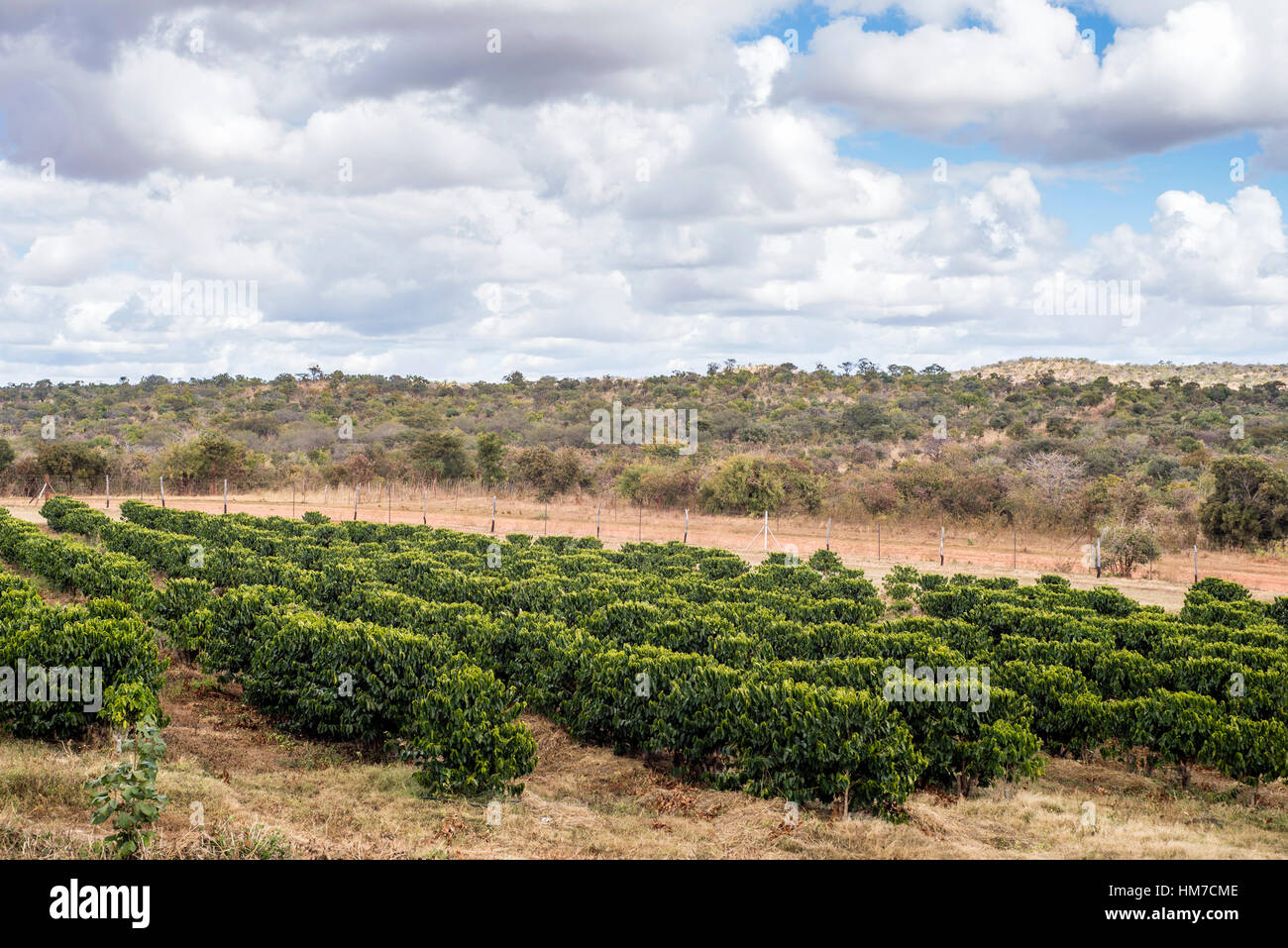The landscape of Mubuyu Farm, Zambia Stock Photo - Alamy