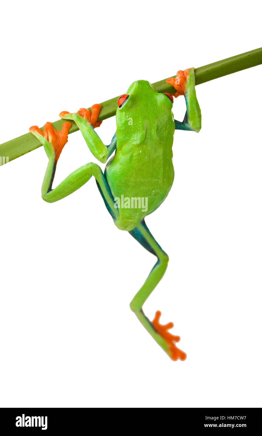 Frog hanging from branch hi-res stock photography and images - Alamy