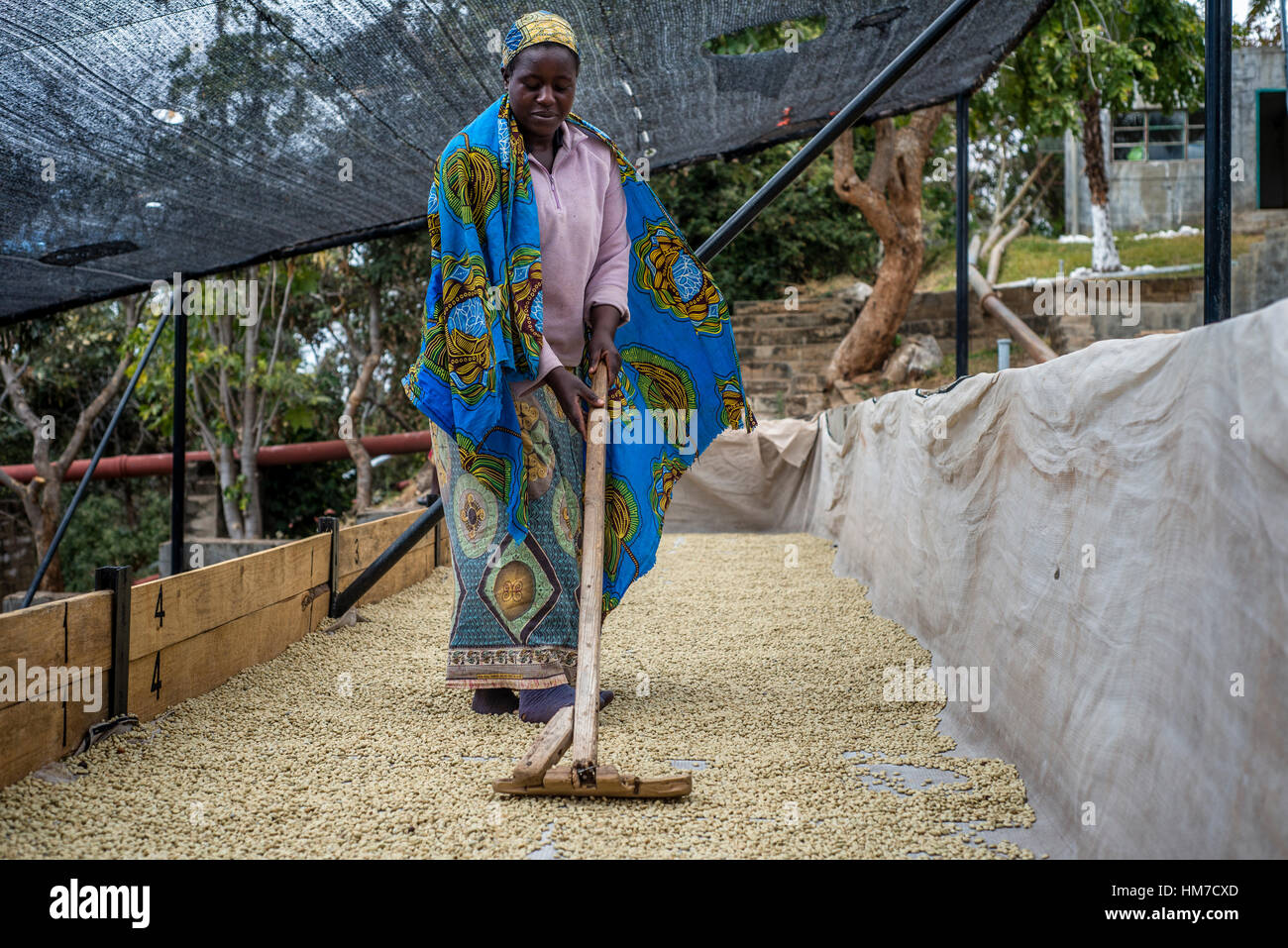 A woman rakes coffee beans over the patio for sun drying at the Mubuyu ...