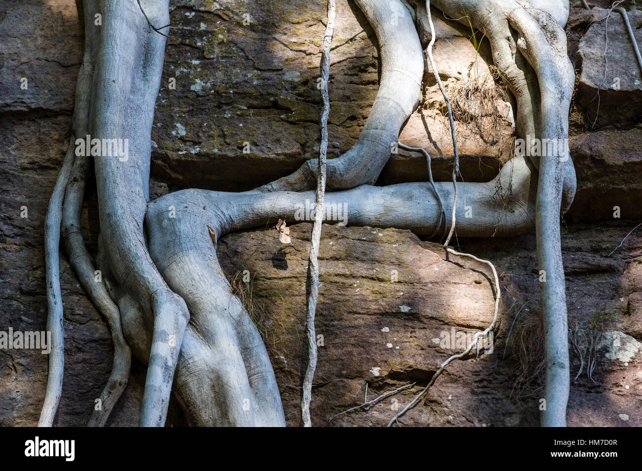 Native roots hi-res stock photography and images - Alamy