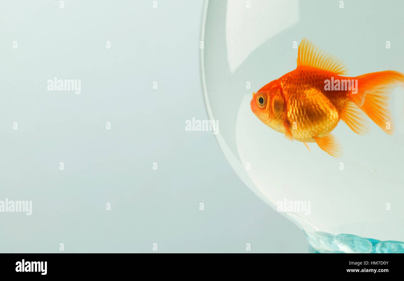 Fishbowl background hi-res stock photography and images - Alamy