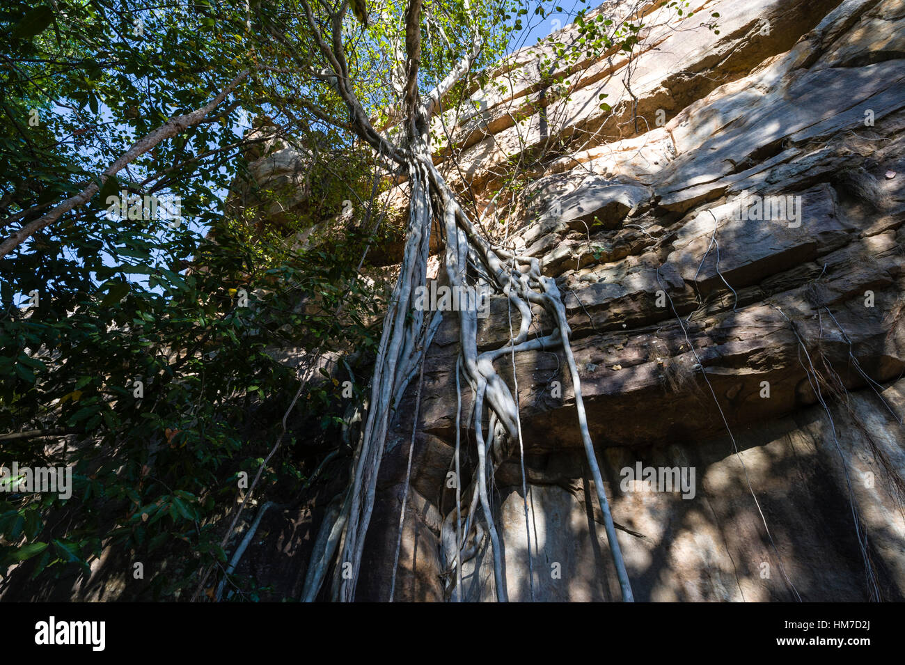 The aerial roots of a Rock Fig descending a sandstone cliff face Stock ...