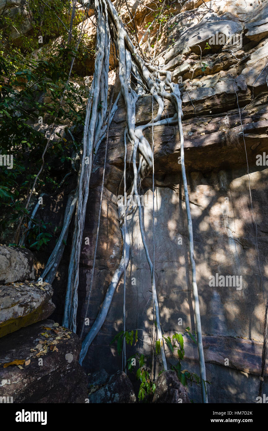 The aerial roots of a Rock Fig descending a sandstone cliff face Stock ...