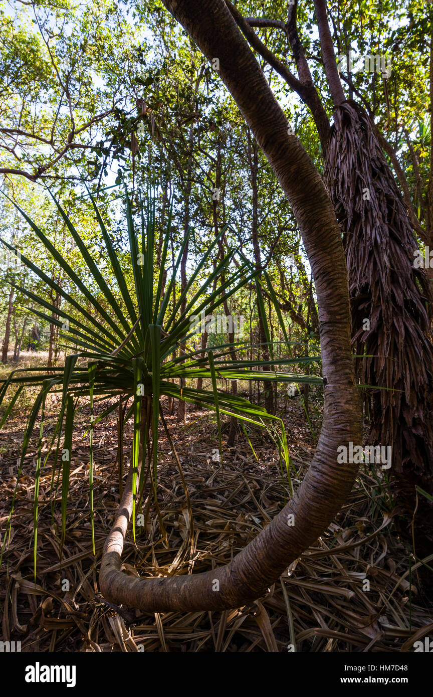 Tree with twisted trunk hi-res stock photography and images - Alamy