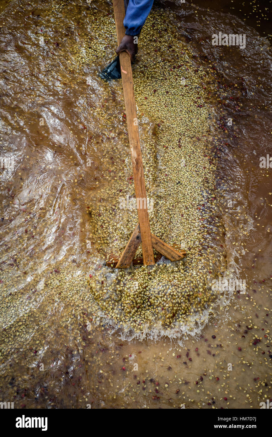 Man raking coffee hi-res stock photography and images - Alamy