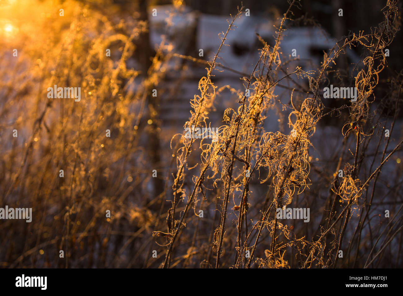atmospheric,beauty of nature,botanical,bright,brown,closeup,color ...