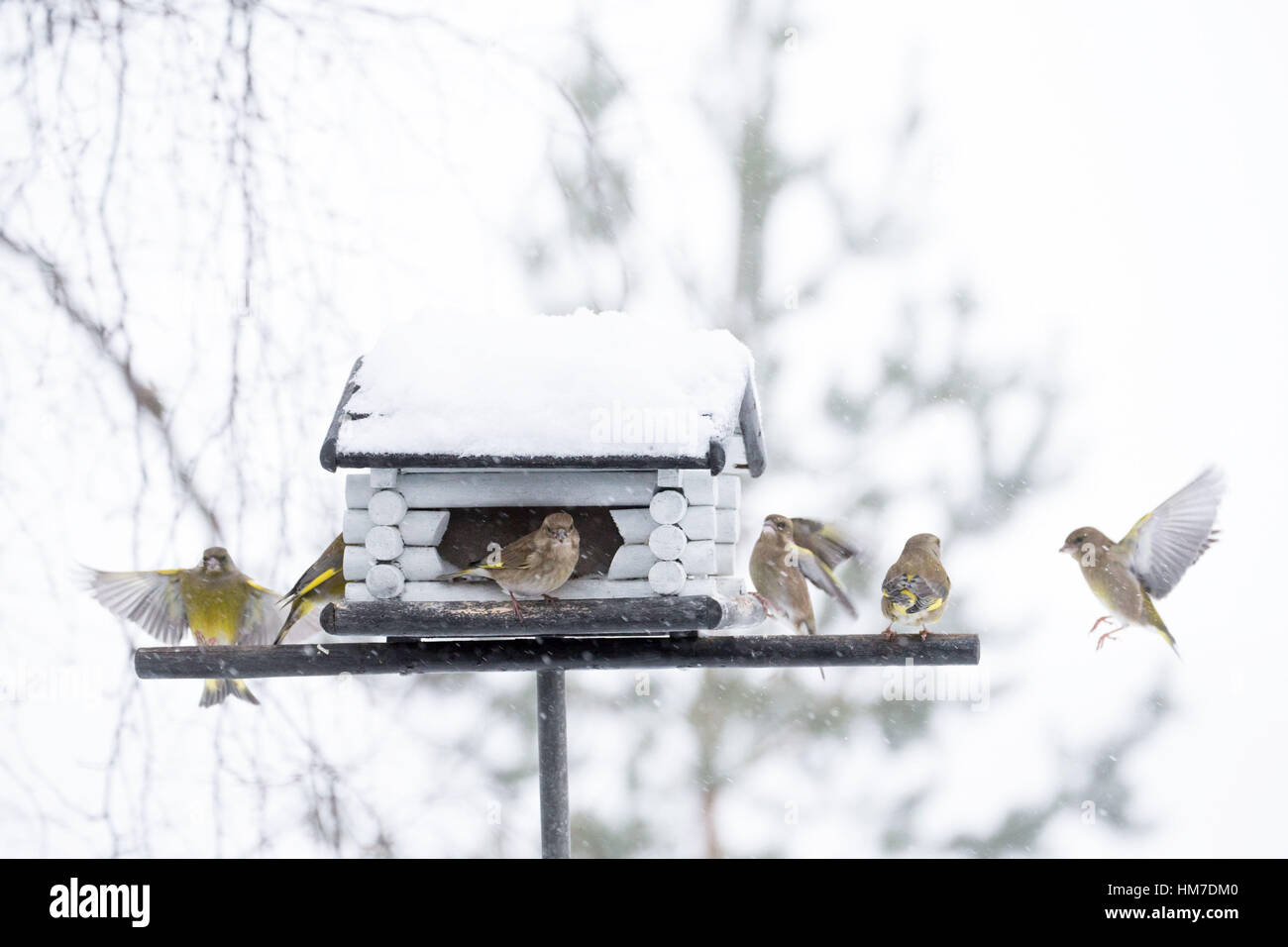 beak,bird,birds,birdwatching,bokeh,carduelis,cold,curious,eating,europe ...