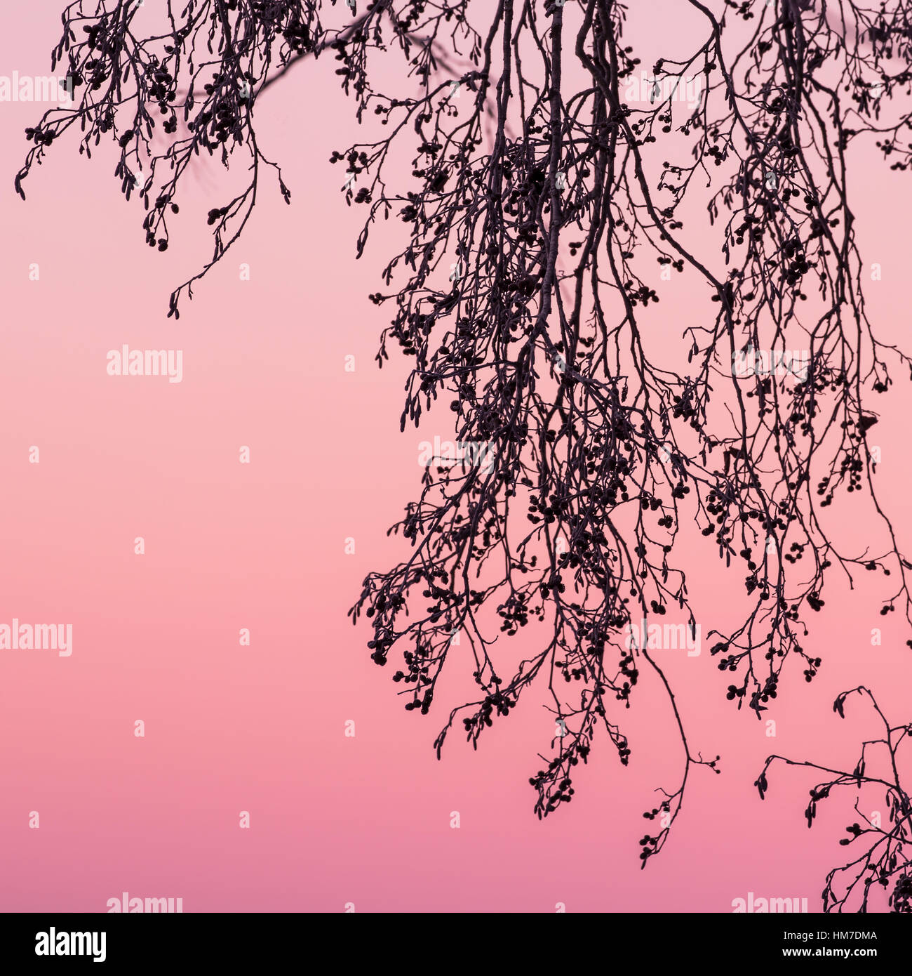 Pink alder hi-res stock photography and images - Alamy