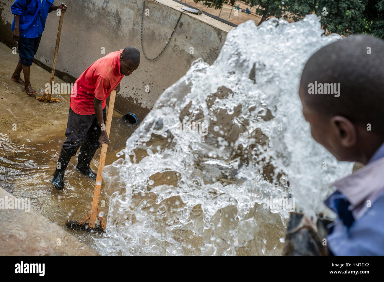 Mubuyu farm coffee factory rakes hi-res stock photography and images ...