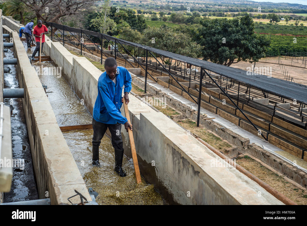 A worker of Mubuyu Farm coffee factory rakes coffee in the water at the ...