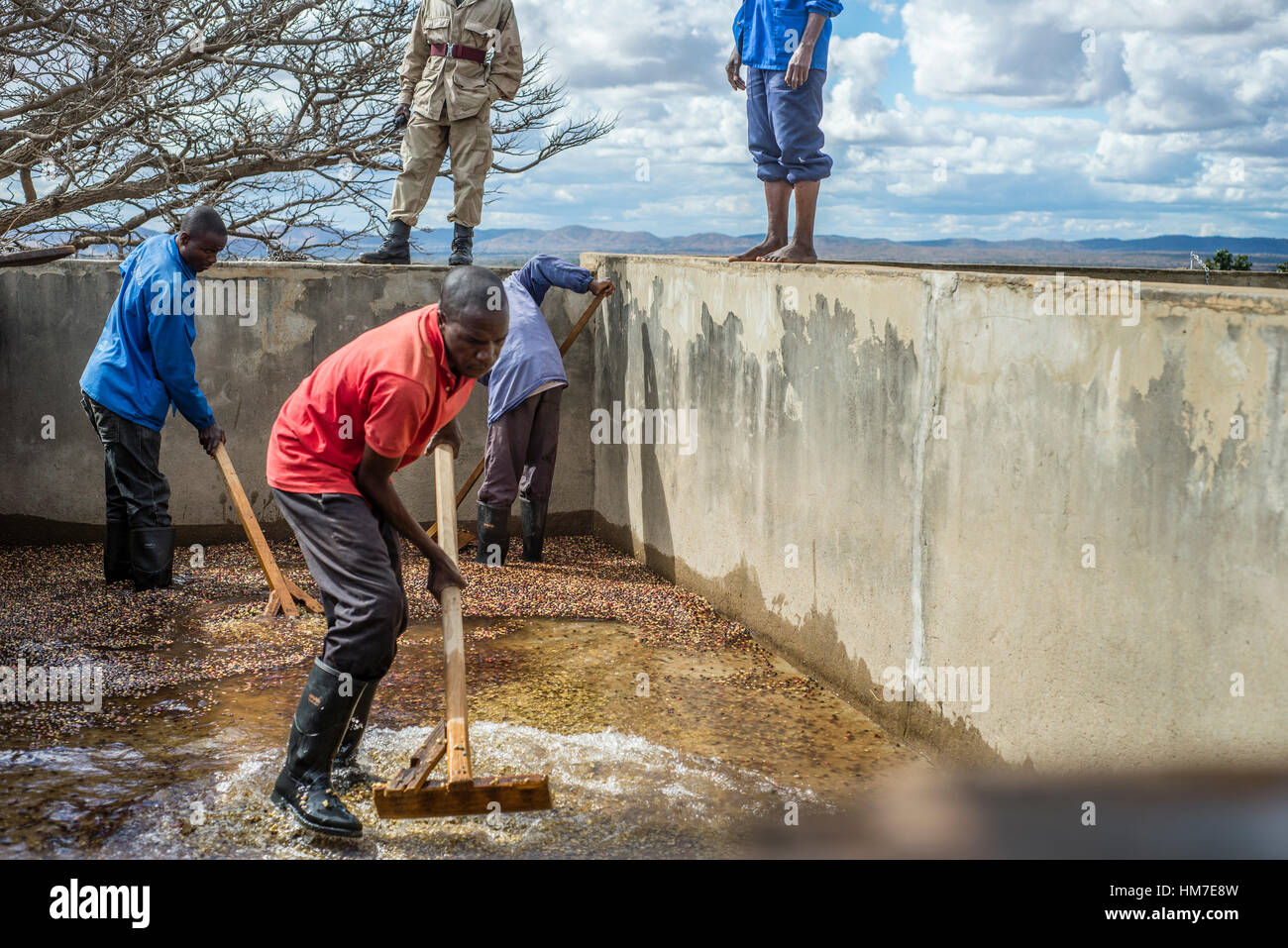 A worker of Mubuyu Farm coffee factory rakes coffee in the water at the ...