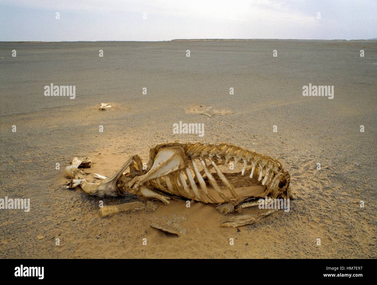 Wadi halfa daraw caravan route hi-res stock photography and images - Alamy