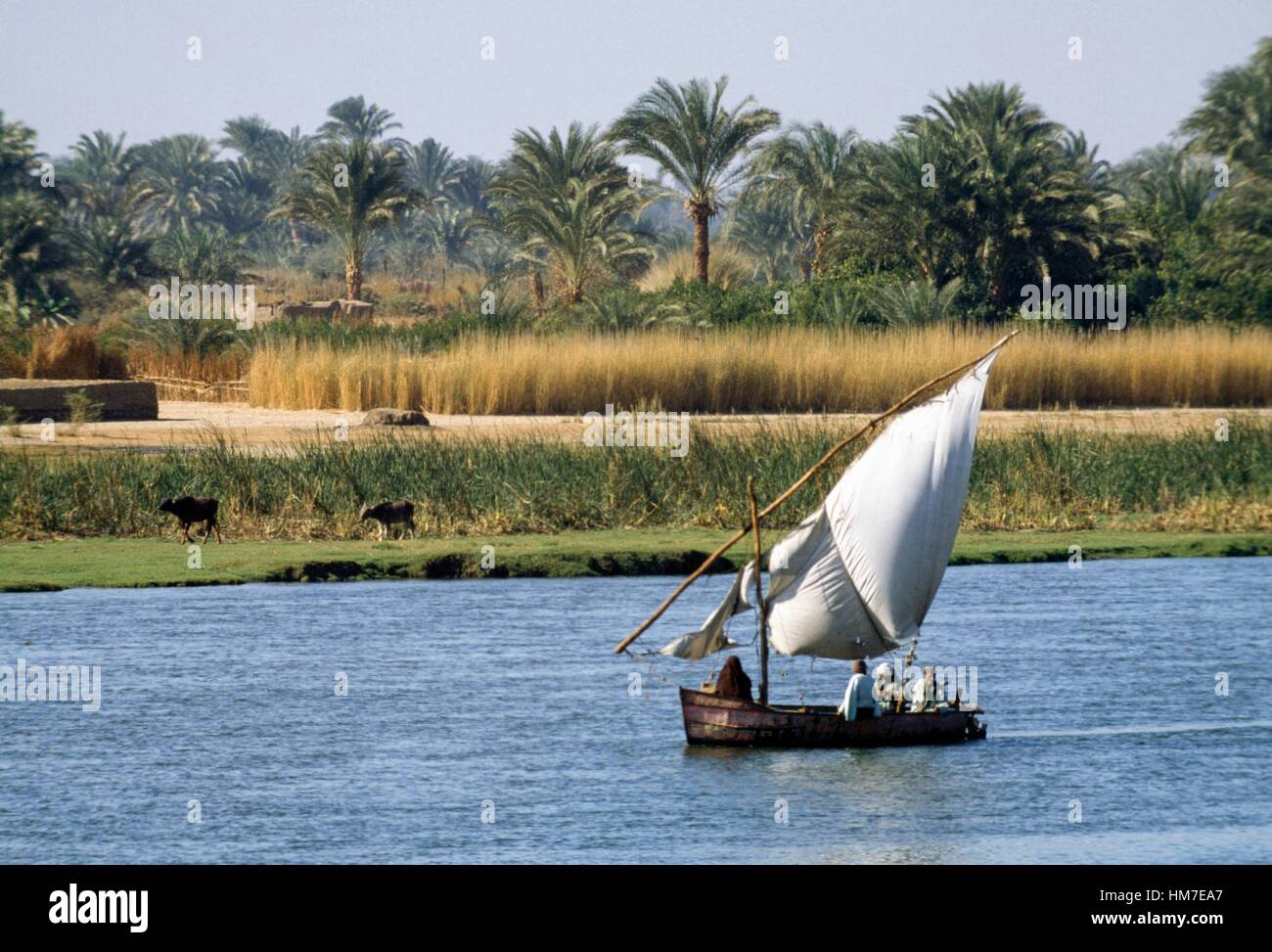 Felucca (sailing boat) on the Nile river, Egypt Stock Photo - Alamy
