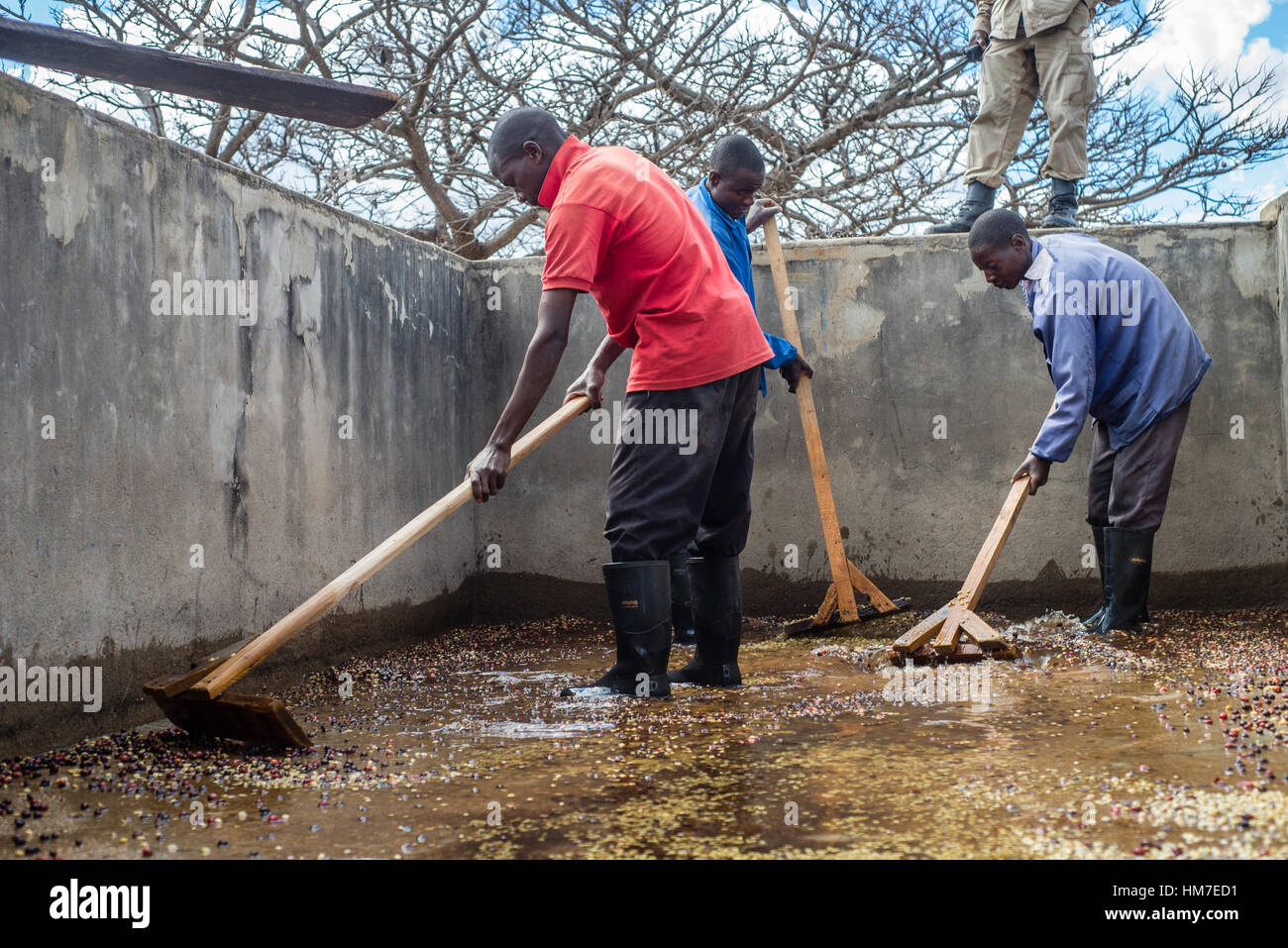 A worker of Mubuyu Farm coffee factory rakes coffee in the water at the ...