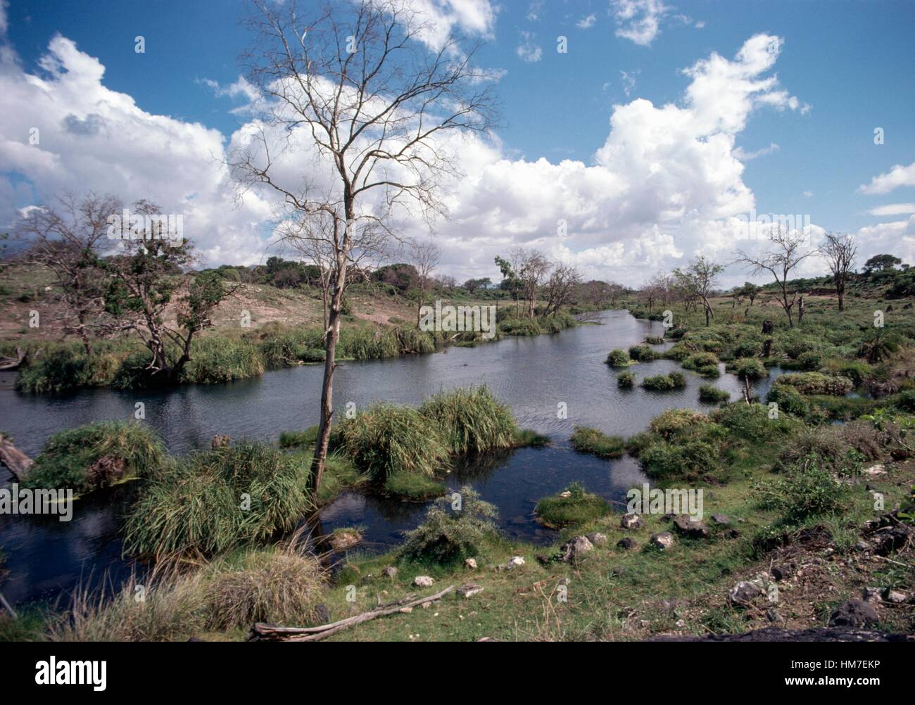 Mzima Springs, Tsavo National Park, Kenya Stock Photo - Alamy