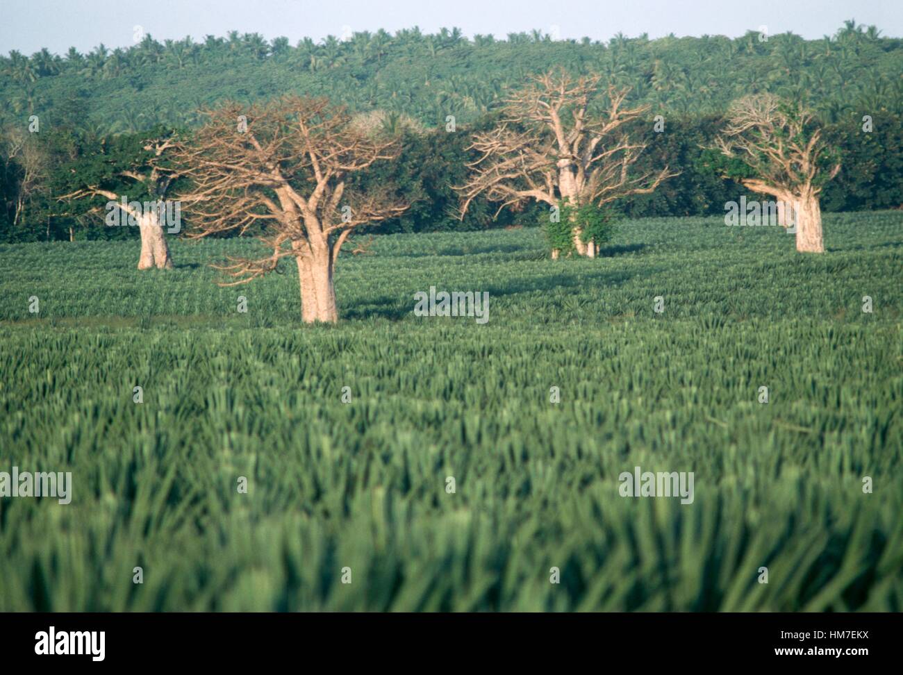 Sisal field with baobabs hi-res stock photography and images - Alamy