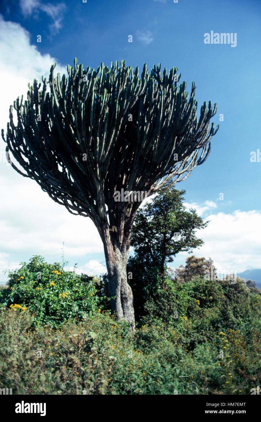 The candelabra tree hi-res stock photography and images - Alamy