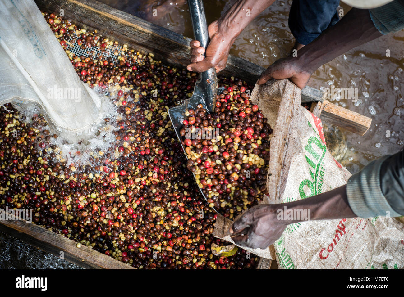 Harvest season of coffee farm in zambia hi-res stock photography and ...