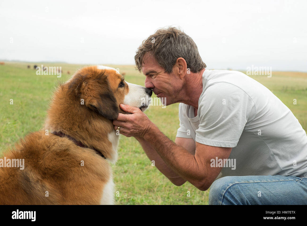 A DOG'S PURPOSE, Dennis Quaid, 2017. ph: Joe Lederer /© Universal ...