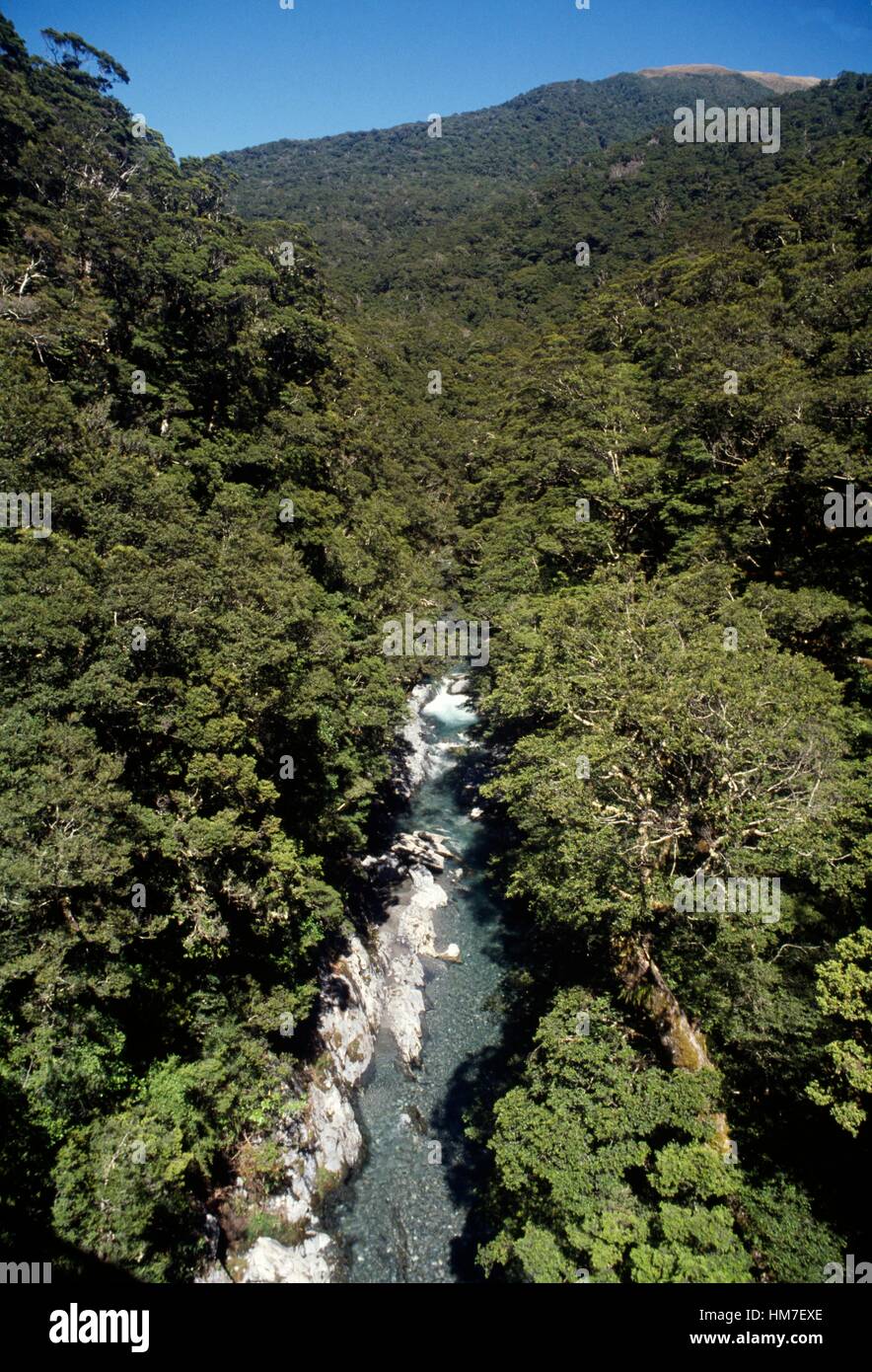River flowing between trees and dense vegetation, Mount Aspiring ...