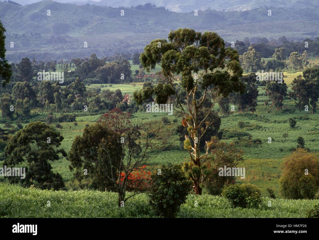 Tea plantations (Camellia sinensis), Kivu region, Democratic Republic ...