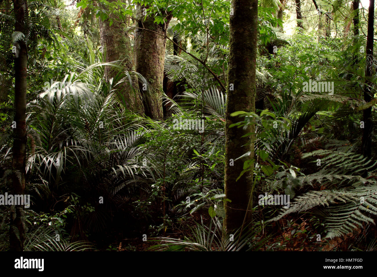 Jungle bush hi-res stock photography and images - Alamy