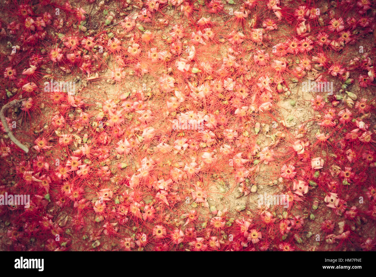 Red flowers cover ground as natural red background in rustic style ...