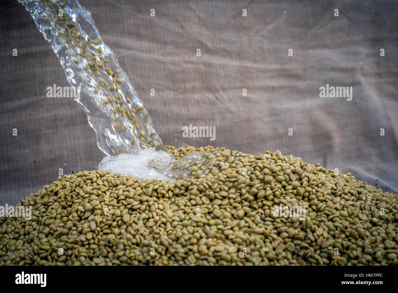 Coffee beans after cleaning process, Mubuyu farm, Zambia Stock Photo ...