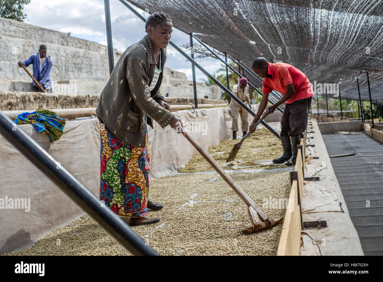 A worker rakes coffee beans over the patio for sun drying at the Mubuyu ...