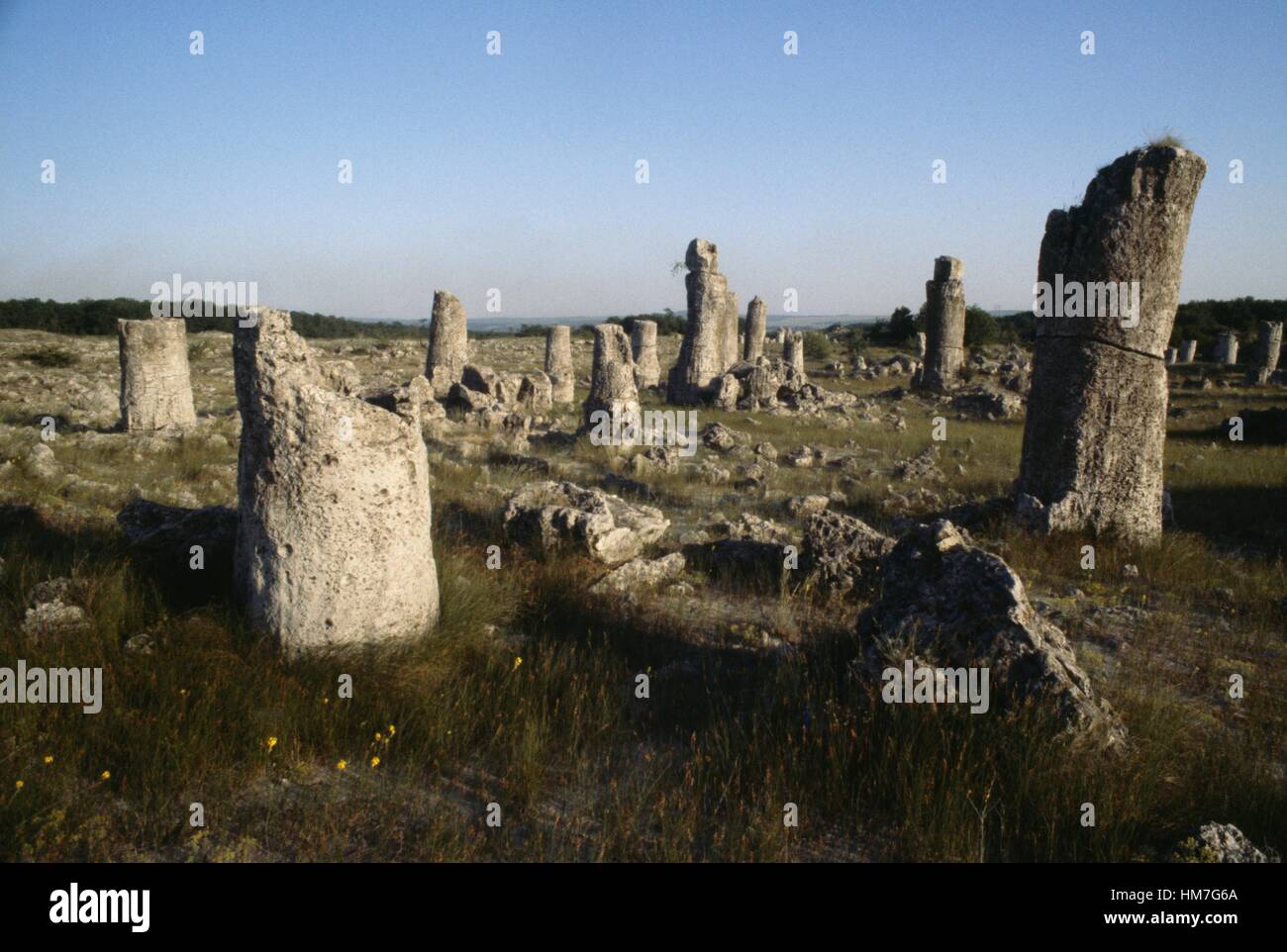 Cylindrical limestone monoliths in the petrified forest of Pobiti ...