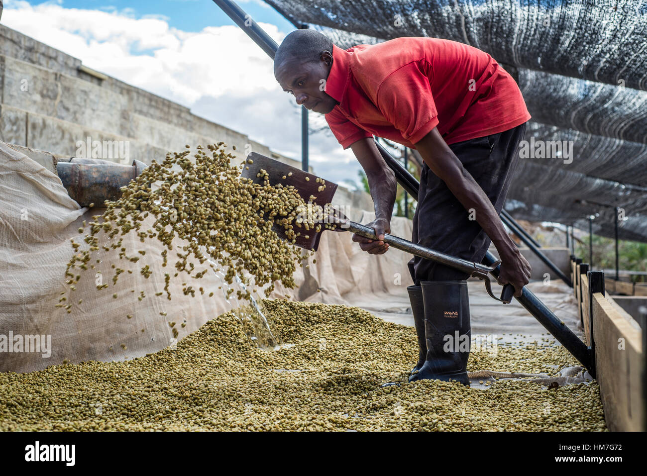 A worker rakes coffee beans over the patio for sun drying at the Mubuyu ...