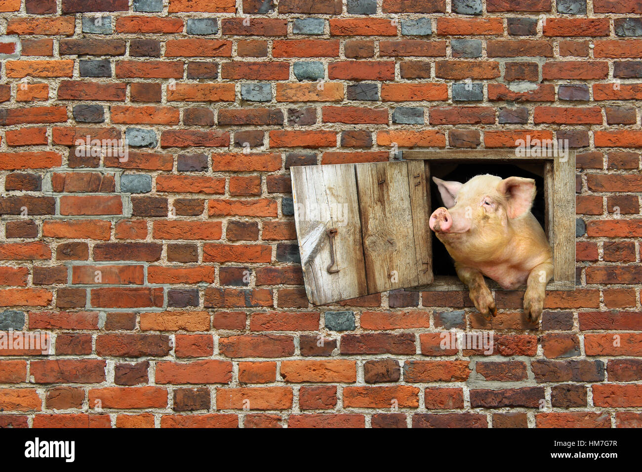 pig looks out from window of shed on the red brick wall Stock Photo - Alamy