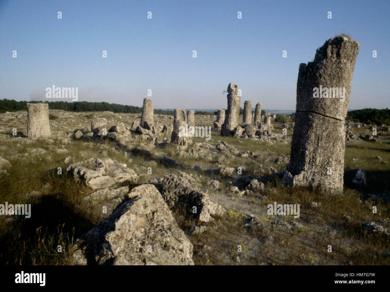 Cylindrical limestone monoliths in the petrified forest of Pobiti ...