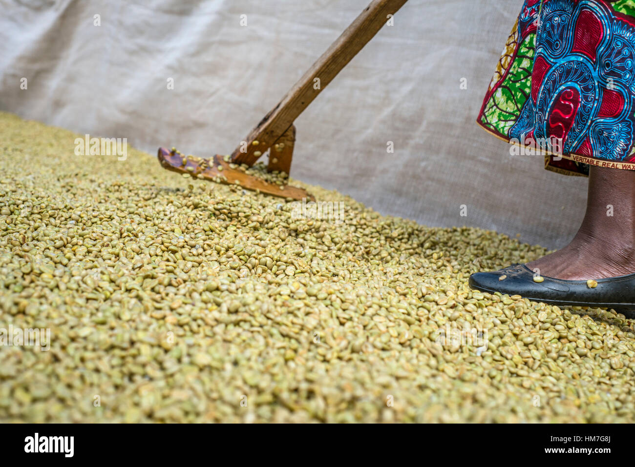 Mubuyu farm coffee factory rakes hi-res stock photography and images ...