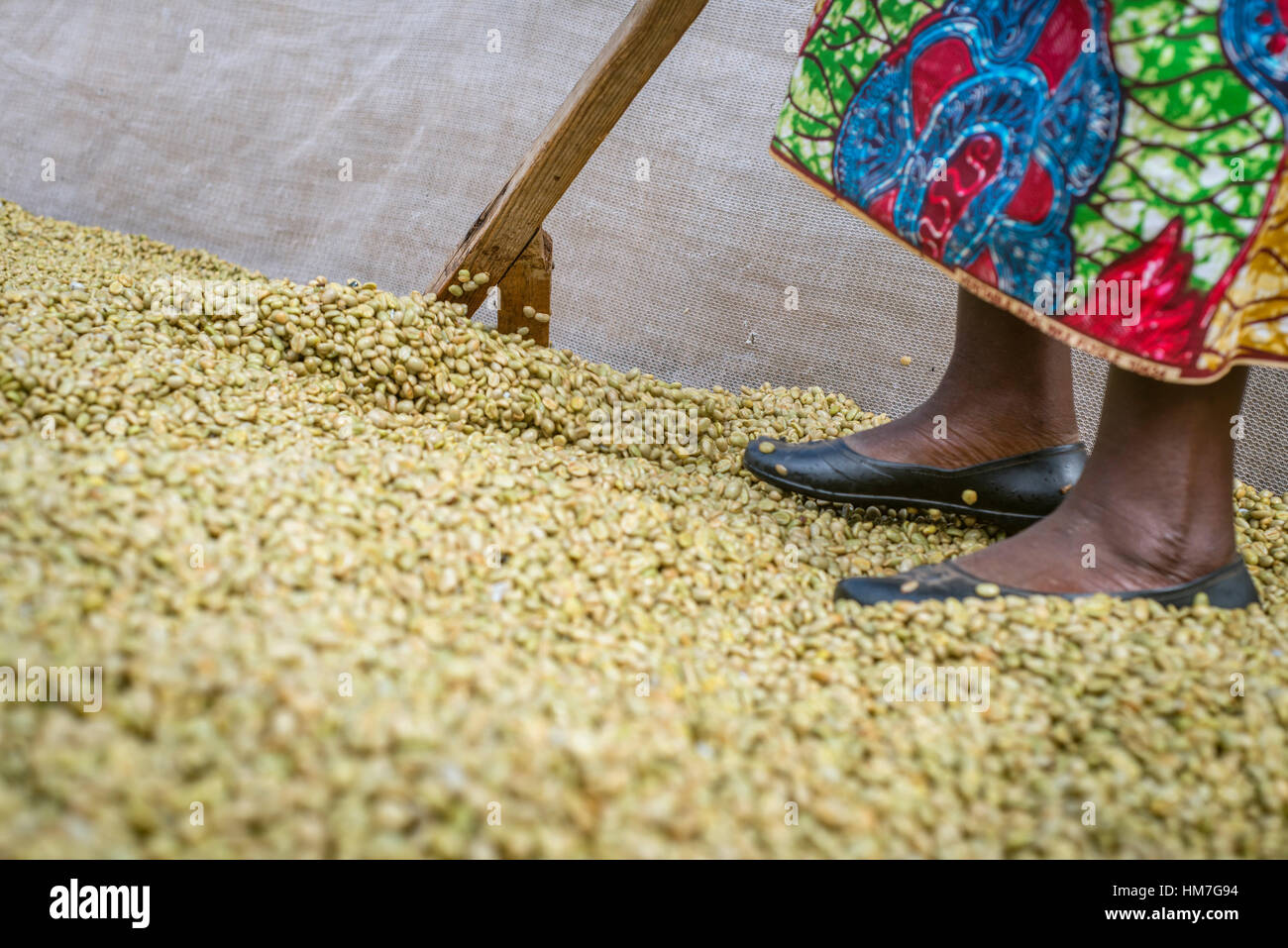A worker rakes coffee beans over the patio for sun drying at the Mubuyu ...
