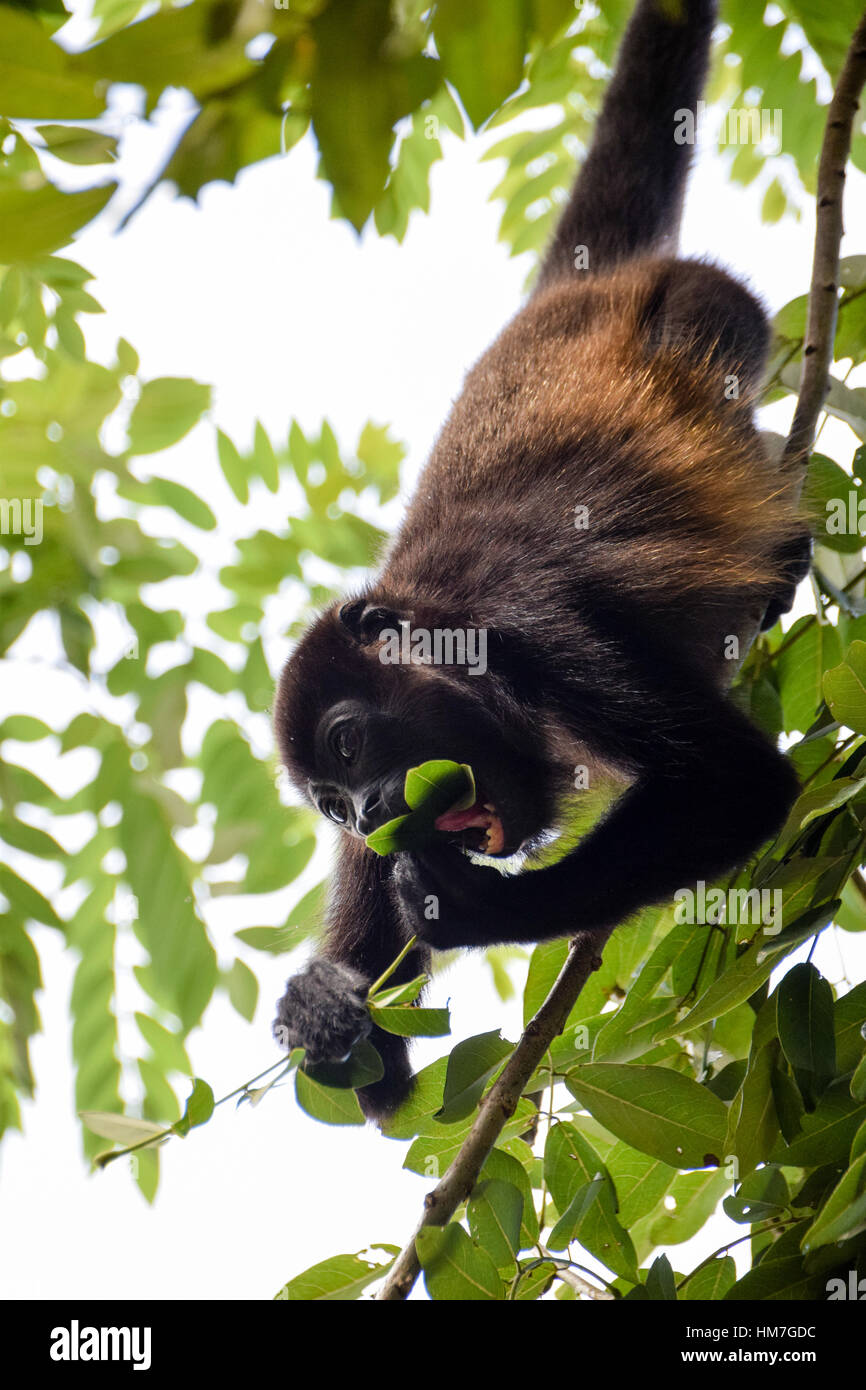 Wild howler monkey (Alouatta palliata) hanging by tail to reach down ...