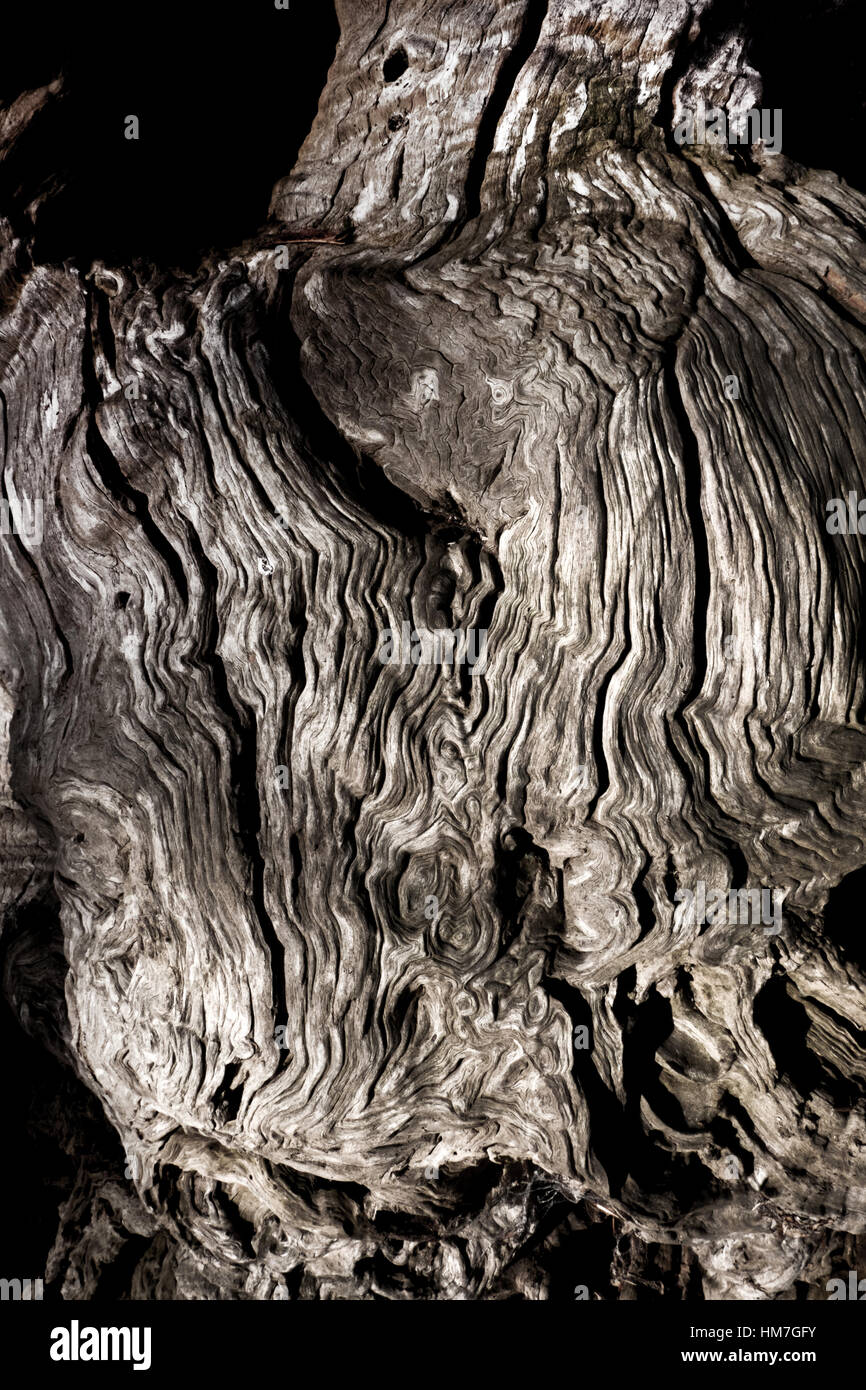 Black gnarled tree hi-res stock photography and images - Alamy