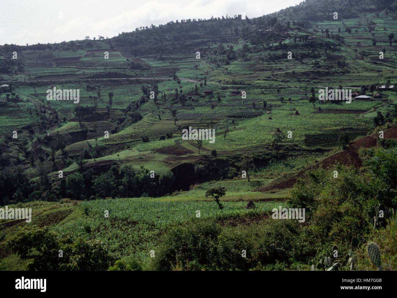Agricultural landscape near Colubi, Hararghe province, Ethiopia Stock ...