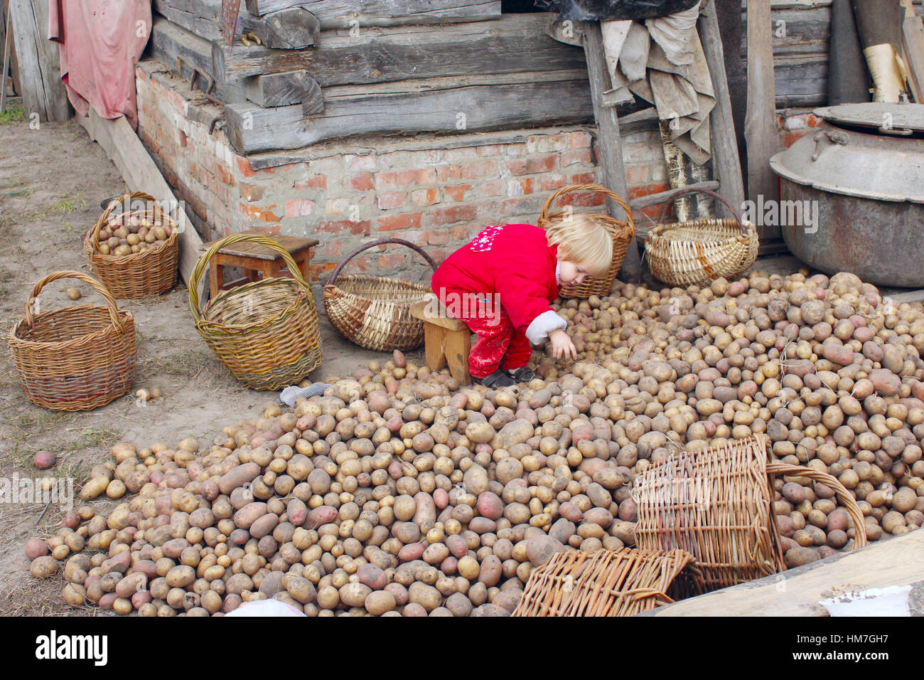 baby lays on potatoes to the basket from big heap Stock Photo - Alamy