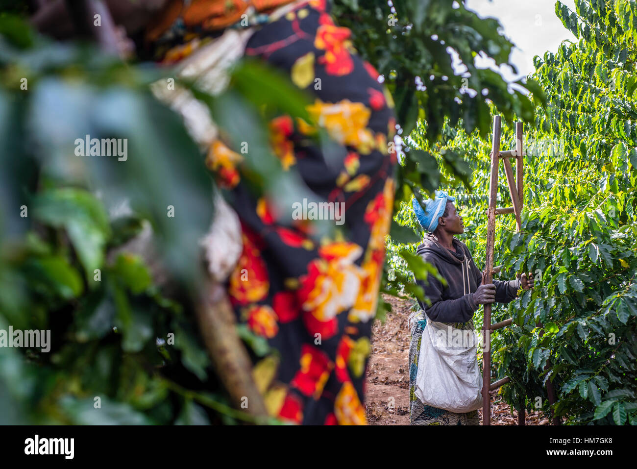 A woman picks ripe cherries of coffee at the plantation of Mubuyu Farm ...